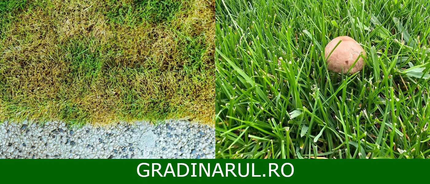 Cum scapam de muschi si ciupercile din gazon? Sfaturi, remedii si ...